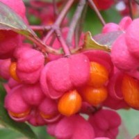 What is a Spindle Tree? – The Spindle Tree
