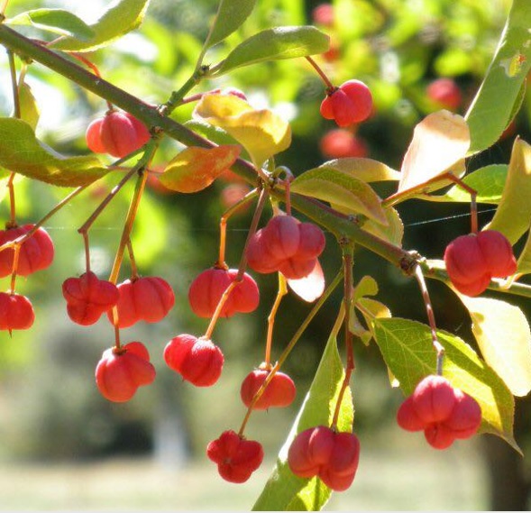 What is a Spindle Tree? – The Spindle Tree